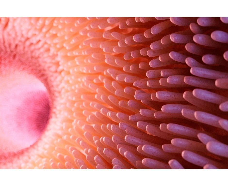 Inside Small Intestine The Small Intestine | Canadian Cancer Society